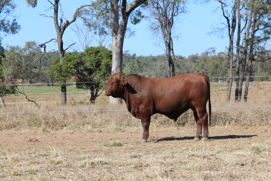 Lot 109 - Eidsvold Stn Rodeo U54 (P) | AuctionsPlus