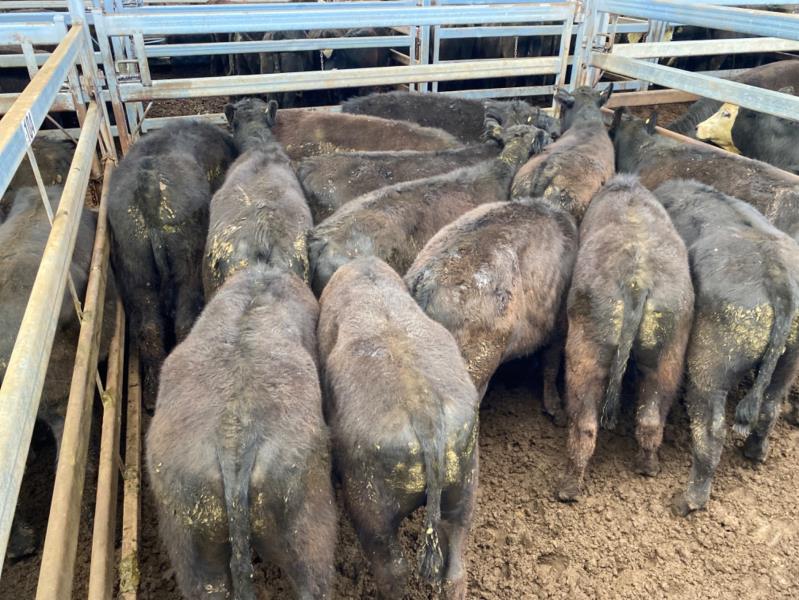 Pen 104 - 13 ANGUS X ANGUS STEER, 272.69kg avg (Total weight 3545.00 kg ...