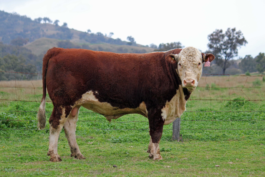 Lot 12 - ELITE T232 (HPR) (P) | AuctionsPlus