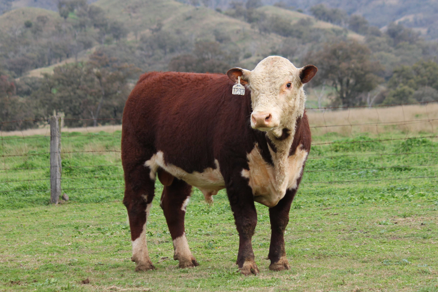 Lot 15 - ELITE R216 T237 (P) | AuctionsPlus