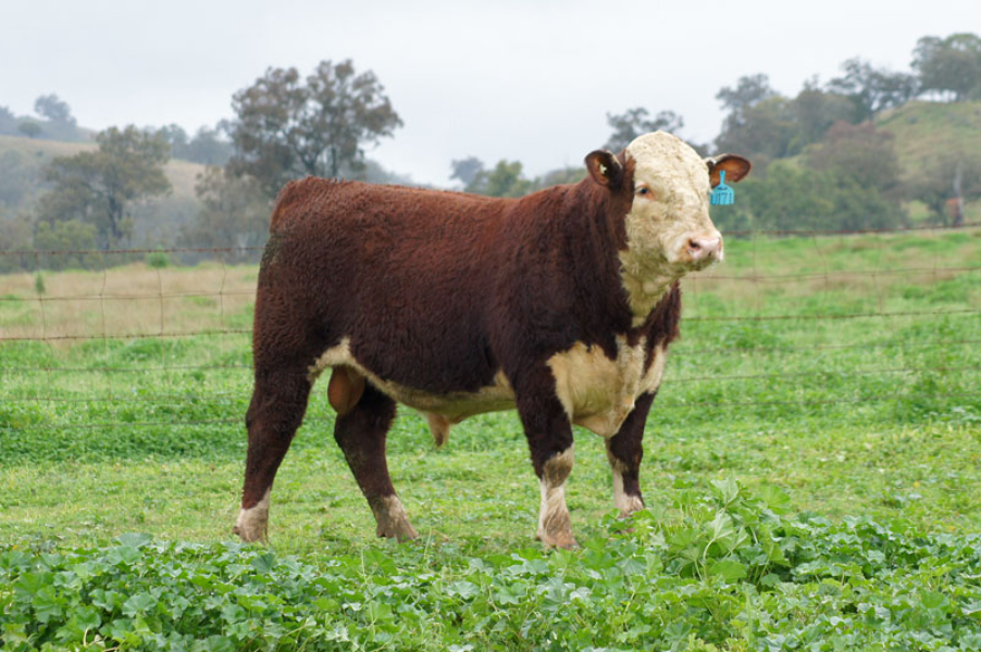 Lot 29 - ELITE U171 (HPR) (AI) (P) | AuctionsPlus