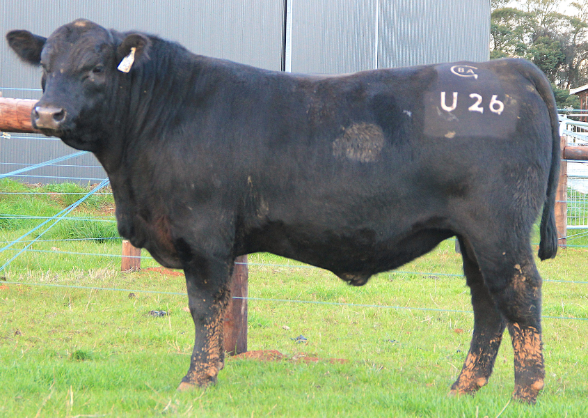 Lot 4 - BLACK ANGUS HARRY TAYLOR U26 | AuctionsPlus