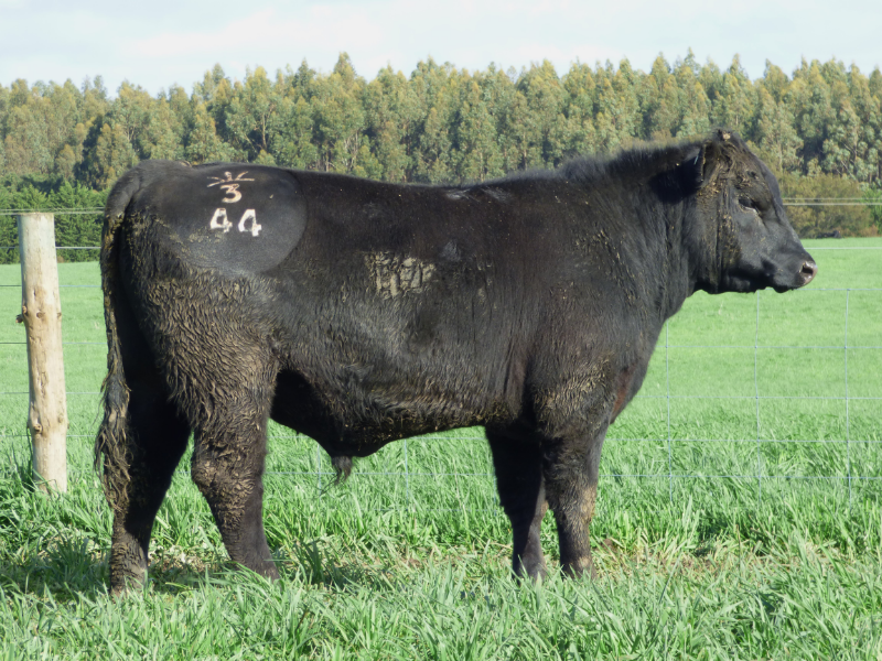 Lot 11 - GRASSDALE ESTATE GEDDIES U44 | AuctionsPlus