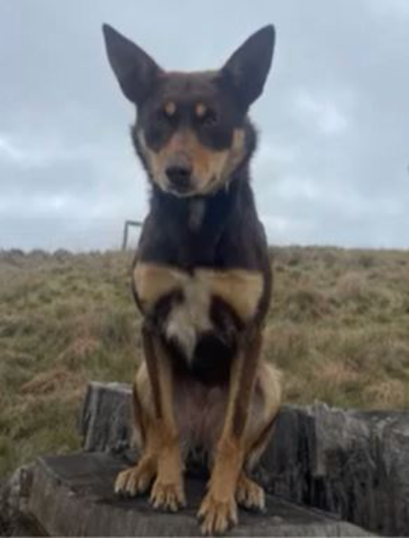 Lot 21 - Lucy | AuctionsPlus