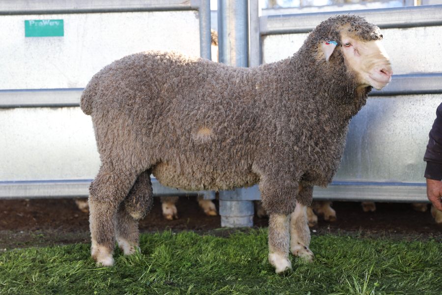 Lot 70 - HYNAM 230453 | AuctionsPlus