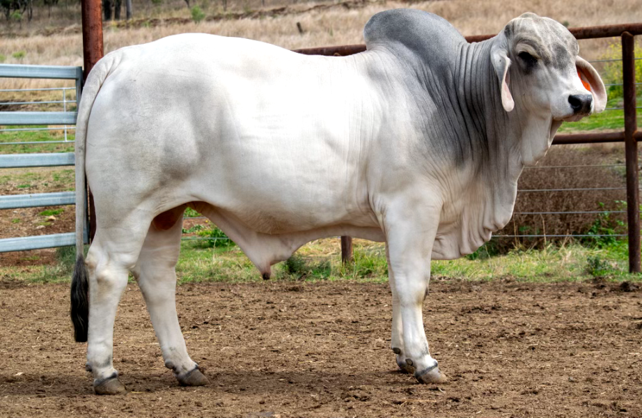 Lot 35 - BAR BOOT PORTLAND | AuctionsPlus