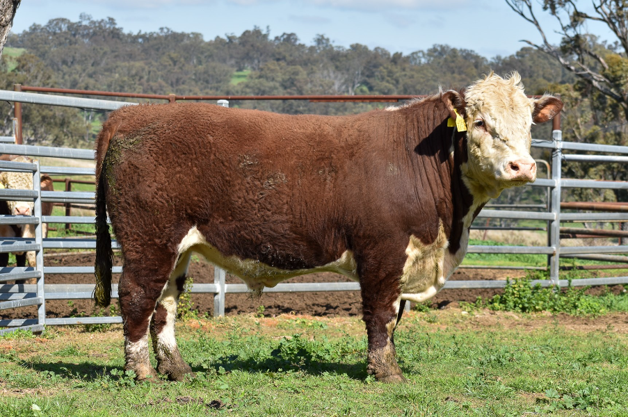Lot 10 - DALKEITH TRANSIT T051 (AI) (P) | AuctionsPlus