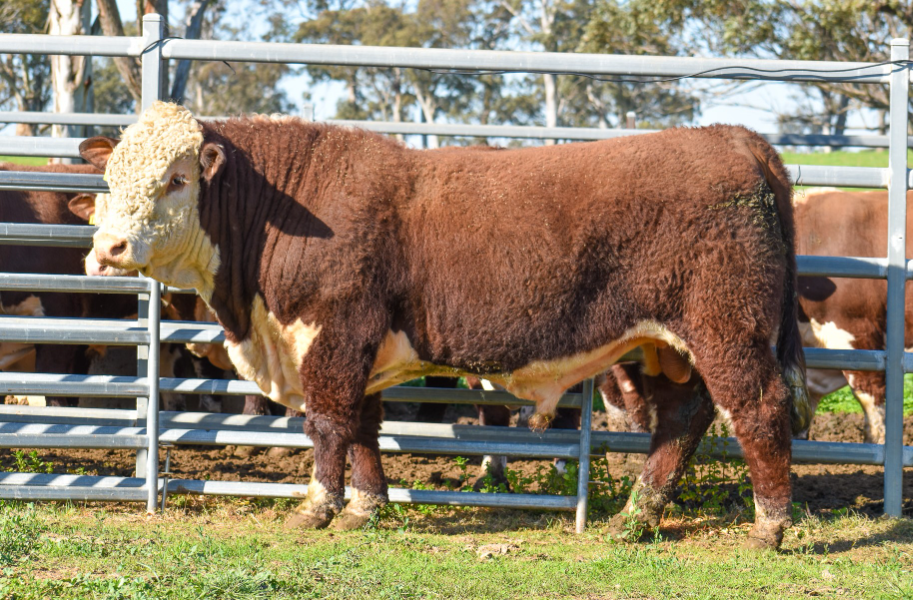 Lot 27 - DALKEITH THATCHER T161 (P) | AuctionsPlus