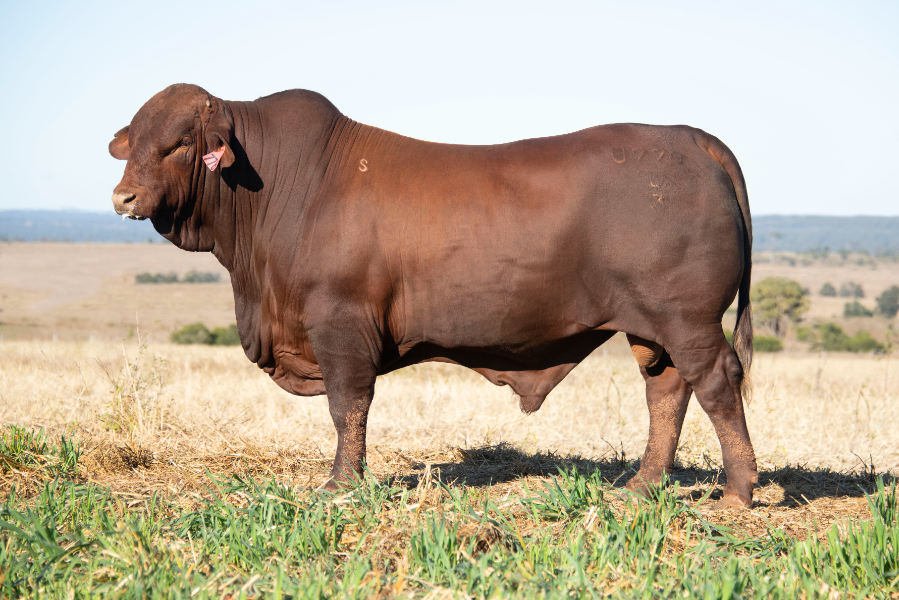 Lot 5 - DUNLOP YAMALA U778 (P) | AuctionsPlus