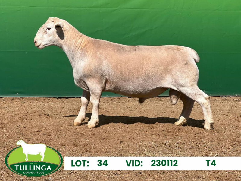 Lot 34 - TULLINGA DORPER RAM 230112 | AuctionsPlus