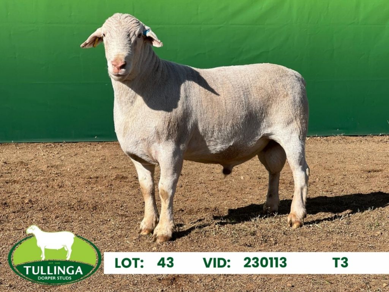 Lot 43 - TULLINGA DORPER RAM 230113 | AuctionsPlus