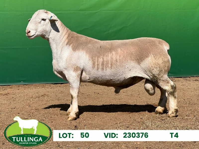 Lot 50 - TULLINGA DORPER RAM 230376 | AuctionsPlus