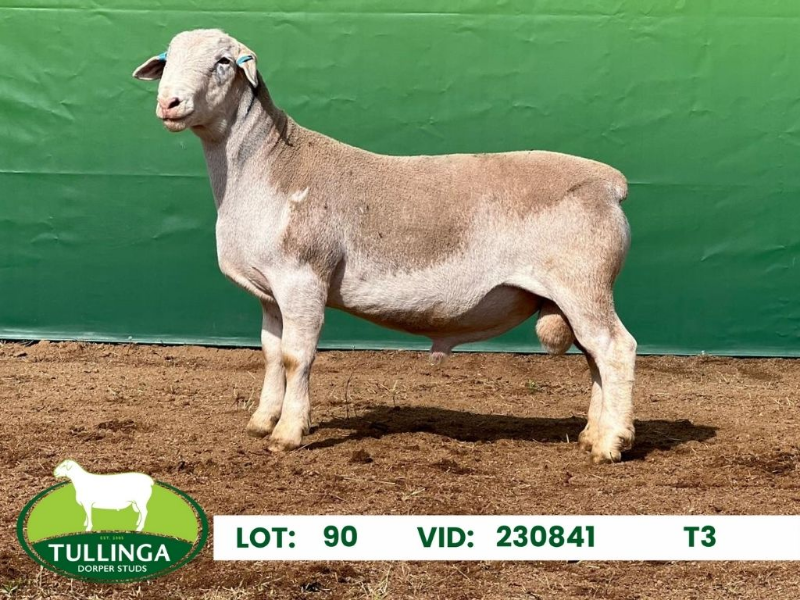 Lot 90 - TULLINGA DORPER RAM 230841 | AuctionsPlus
