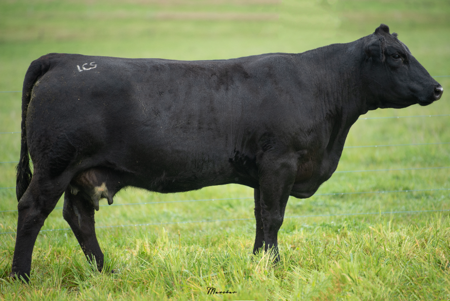 Lot 18 - 4 EMBRYOS by SRS Right-On 22R (IMUPA022) and Lancaster Strike ...