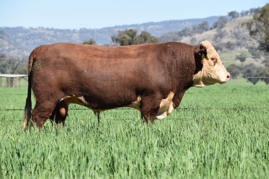 Lot 115 - IRONBARK 5345C ADVANCE T333 (AI) (H) | AuctionsPlus