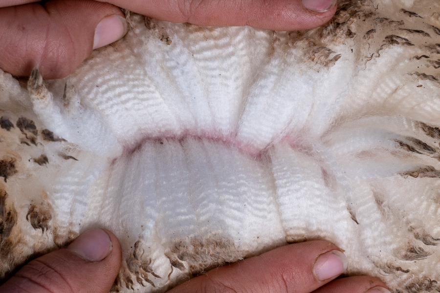 Lot 171 - Pooginook 230333 | AuctionsPlus