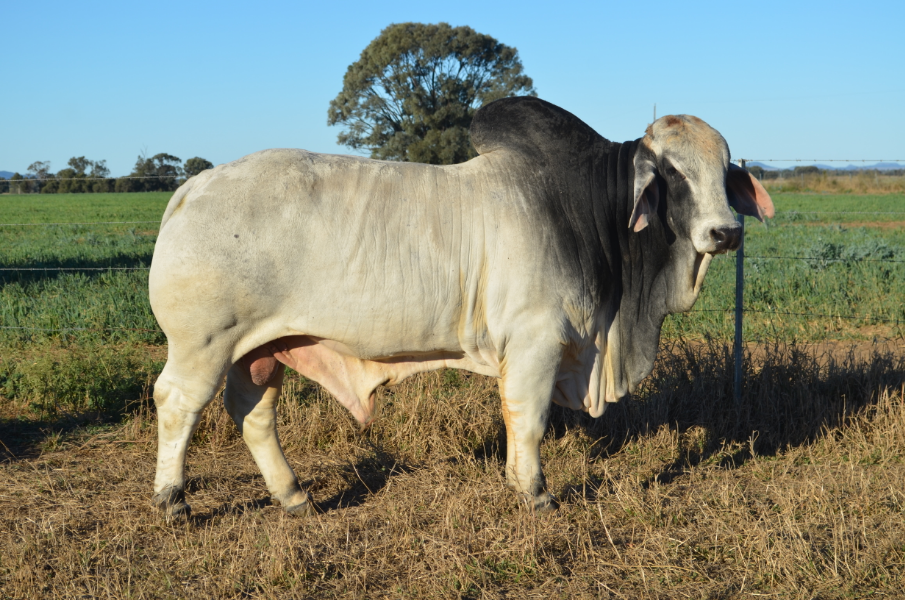 Lot 16 - NOBBS FAMILY BULL - Garwin R45 | AuctionsPlus