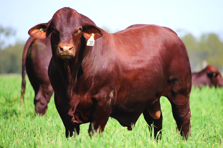 Lot 17 - YARRAWONGA U30 (P) | AuctionsPlus