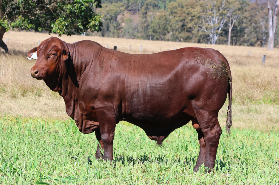 Lot 13 - TALGAI TURBO (PP) | AuctionsPlus