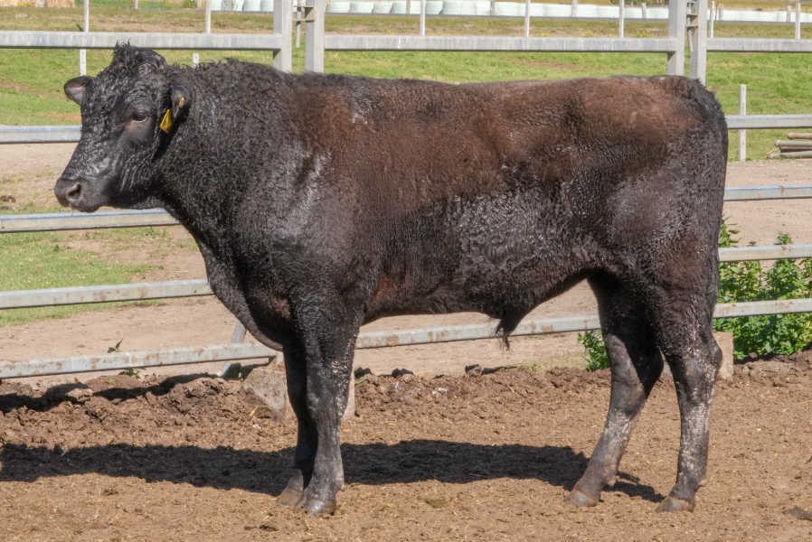 Lot 28 - SUMO CATTLE CO MICHIFUKU 22T491 | AuctionsPlus