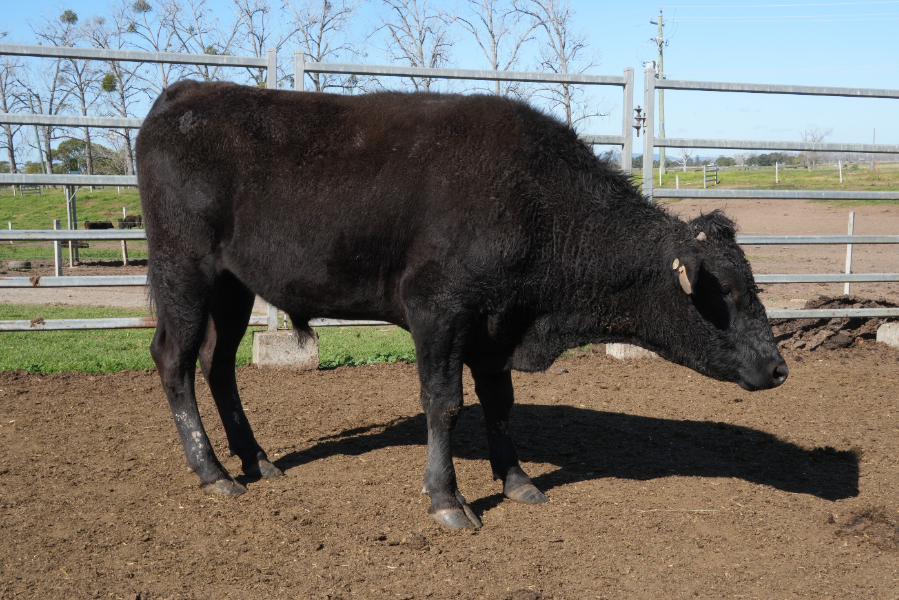 Lot 31 - SUMO CATTLE CO MICHIFUKU 22T399 | AuctionsPlus
