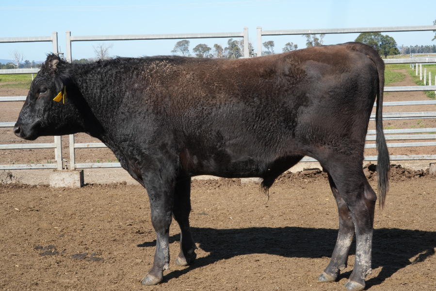 Lot 32 - SUMO CATTLE CO MICHIFUKU T367 | AuctionsPlus