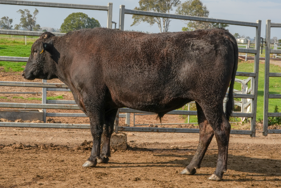 Lot 39 - SUMO CATTLE CO MICHIFUKU 22T111 | AuctionsPlus