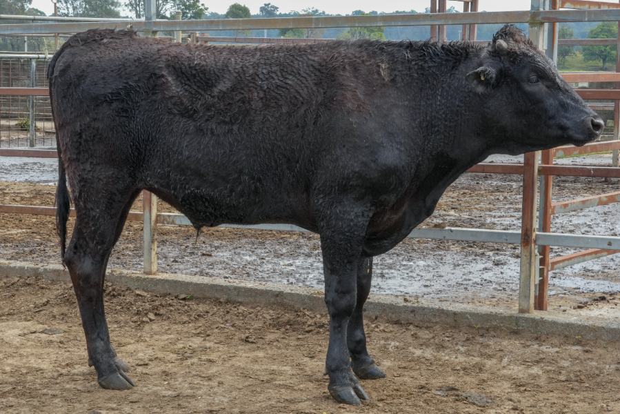 Lot 47 - SUMO CATTLE CO KIMITOFUKU 22T423 | AuctionsPlus