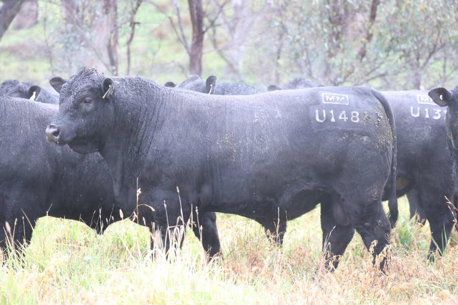 Lot 2 - MILLAH MURRAH ULSTERMAN U148 | AuctionsPlus