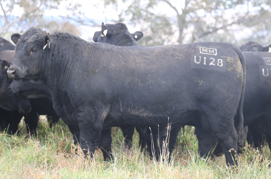 Lot 5 - MILLAH MURRAH UNIVERSE U128 | AuctionsPlus