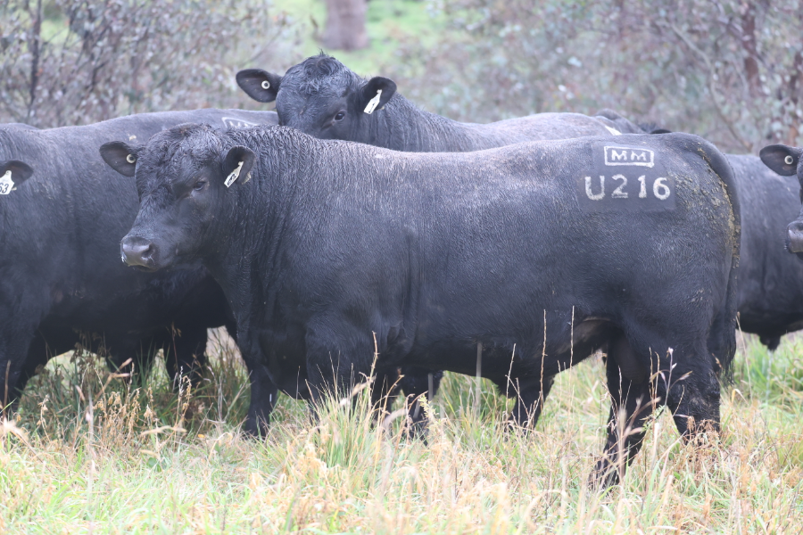 Lot 62 - MILLAH MURRAH UNIFY U216 | AuctionsPlus