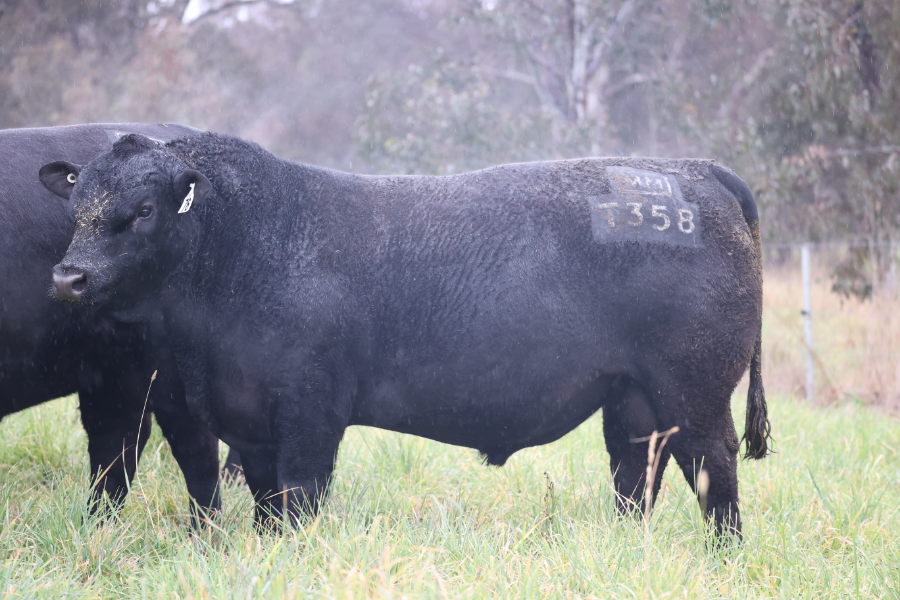 Lot 76 - MILLAH MURRAH THUNDERMAN T358 | AuctionsPlus