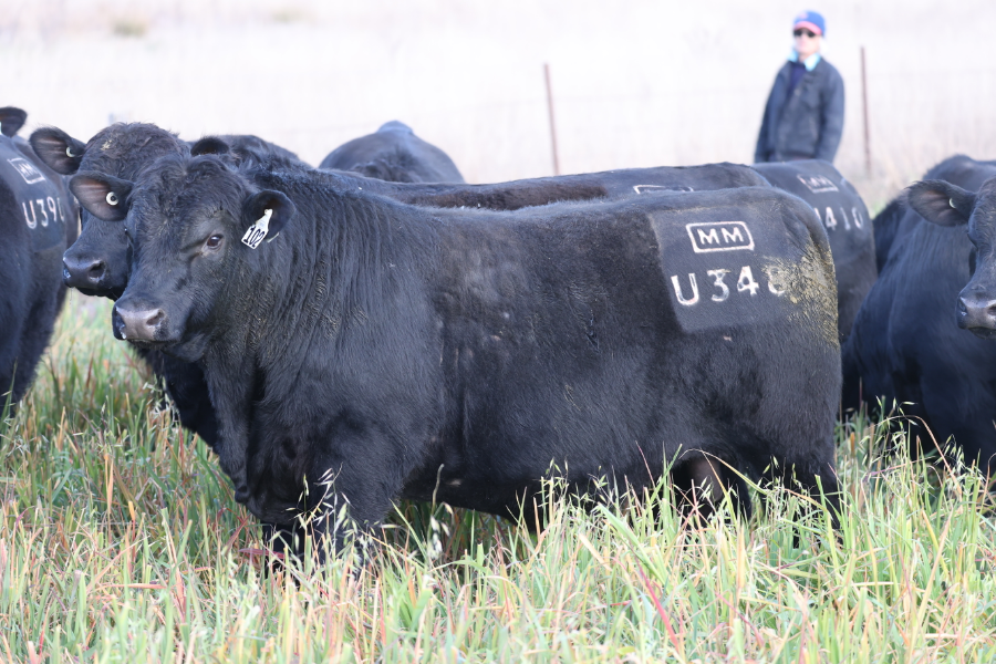 Lot 102 - MILLAH MURRAH UNIFY U348 | AuctionsPlus