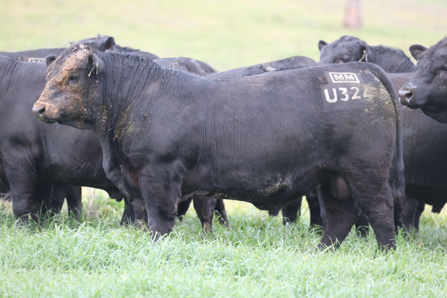 Lot 132 - MILLAH MURRAH UNIVERSE U324 | AuctionsPlus