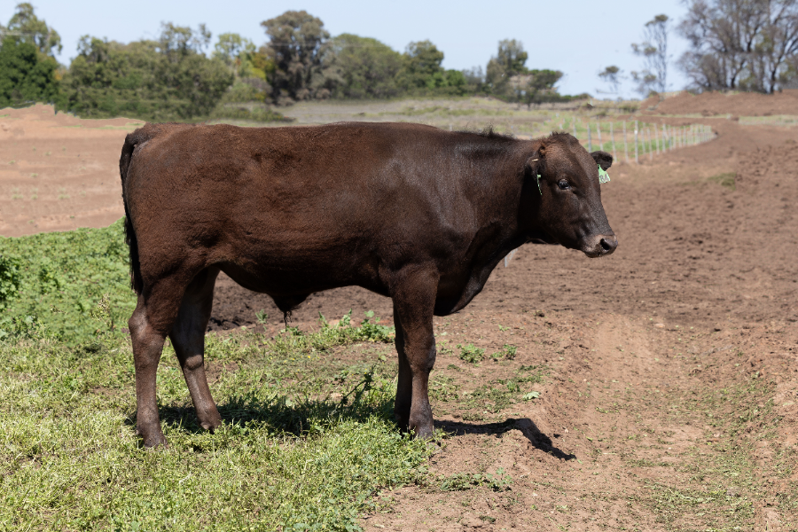 Lot 22 - MARATHON ITOSHIGENAMI U0184 (AI) | AuctionsPlus