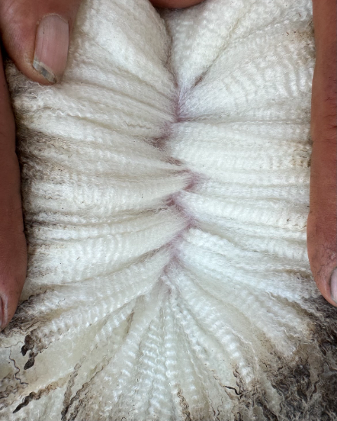 Lot 123 - Tag PB234580 | AuctionsPlus