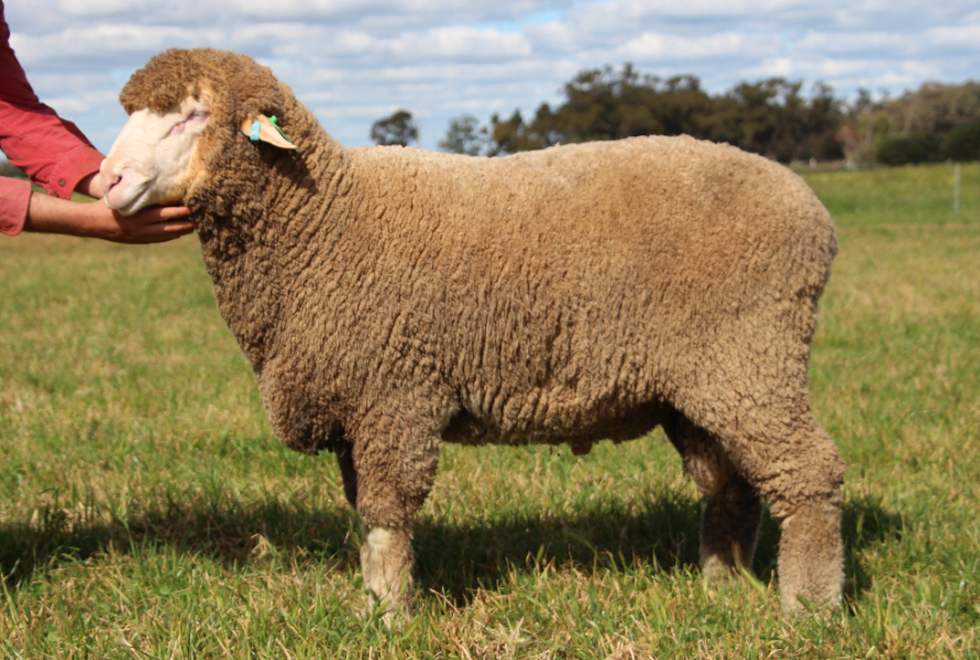 HADDON RIG MERINO AND POLL MERINO RAM SALE - CATALOGUE ADVERTISING ONLY ...
