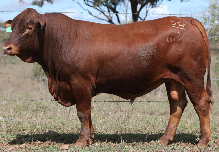Lot 41 - 5 STAR 230620 | AuctionsPlus