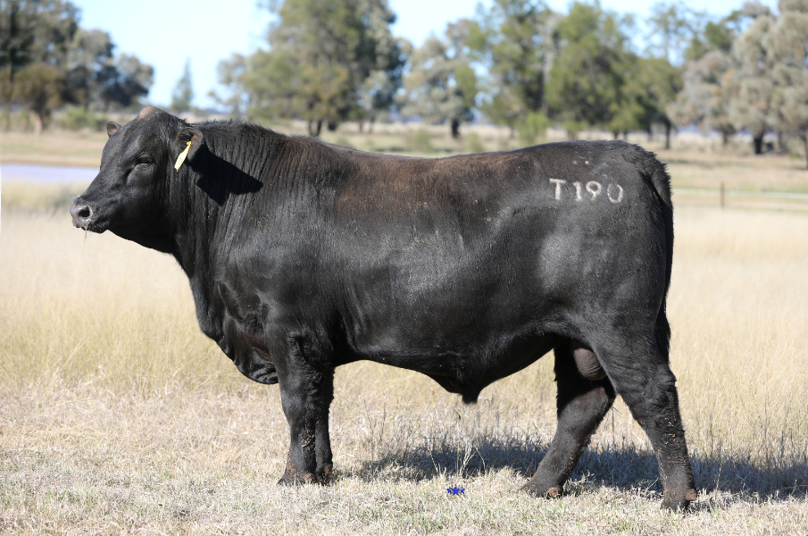 Lot 9 - CARABAR HINGAIA Q63 T190 | AuctionsPlus