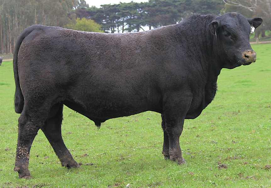 Lot 19 - BLACK ANGUS RANGELAND U3 | AuctionsPlus