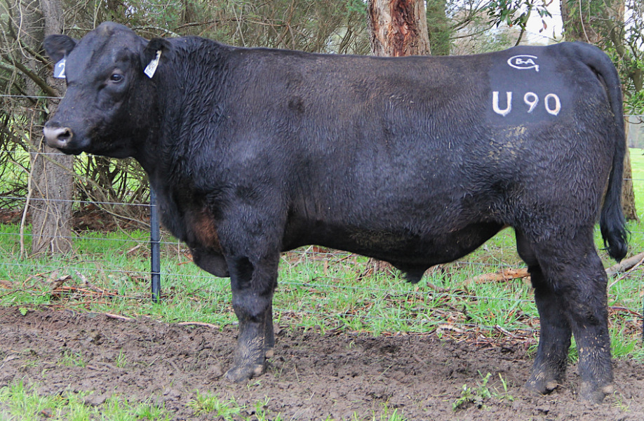 Lot 21 - BLACK ANGUS DUSTY MARTIN U90 | AuctionsPlus
