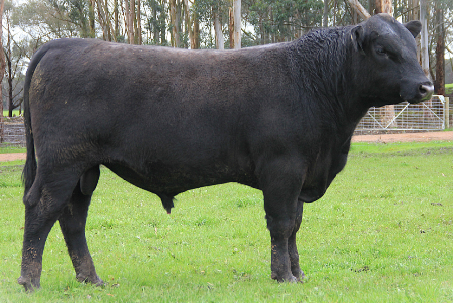 Lot 22 - BLACK ANGUS RANGELAND U20 | AuctionsPlus