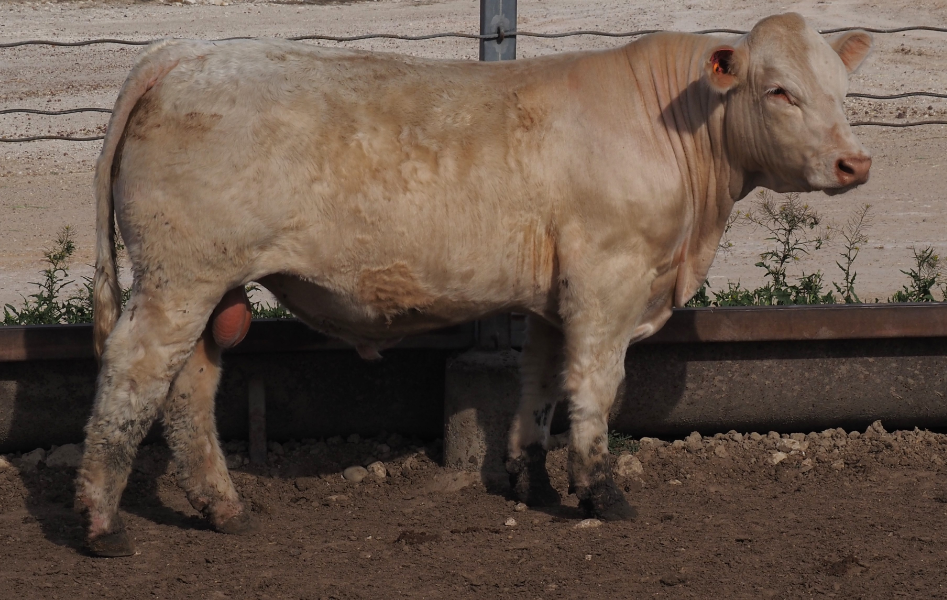 Lot 59 - CHENU UBAN (P) | AuctionsPlus