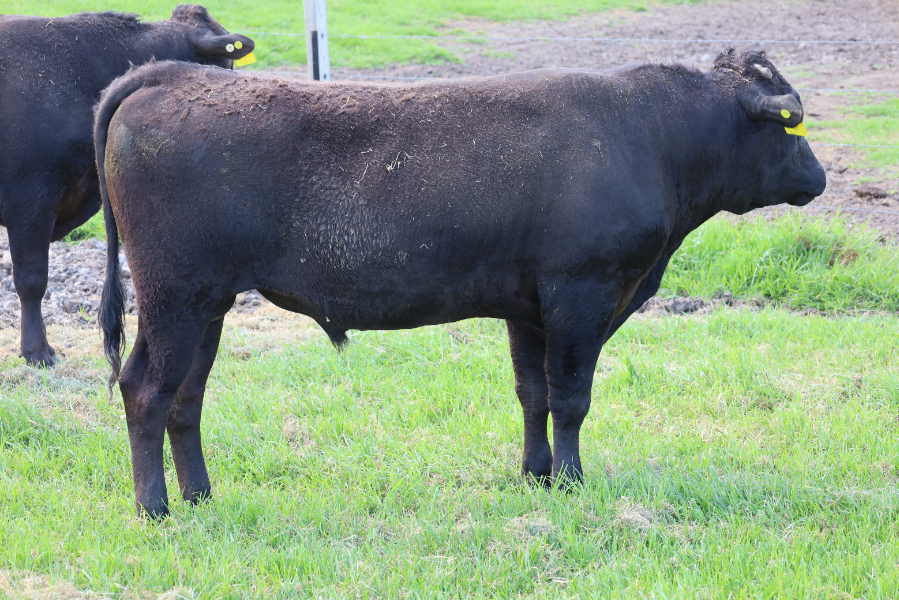 Lot 9 - SUMO CATTLE CO ITOSHIGENAMI T341 | AuctionsPlus