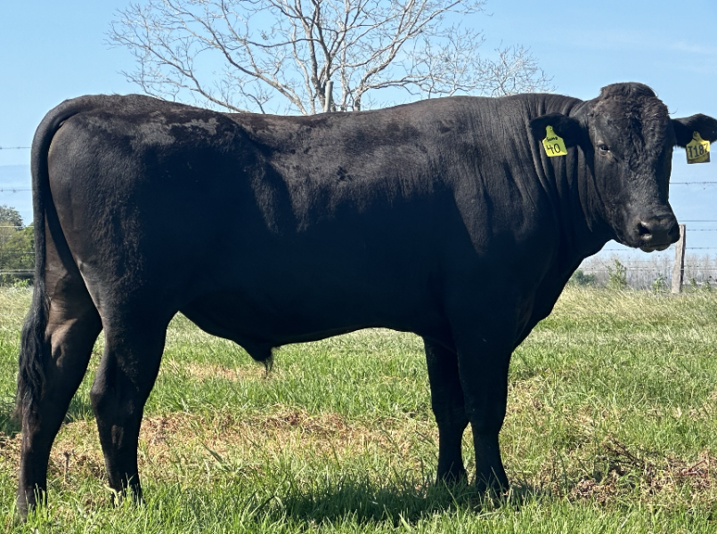 Lot 40 - SUMO CATTLE CO MICHIFUKU 22T187 | AuctionsPlus