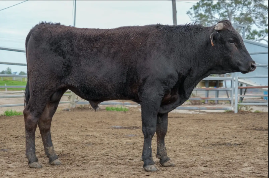 Lot 5 - SUMO CATTLE CO MR AWESOME U079 [CC] | AuctionsPlus
