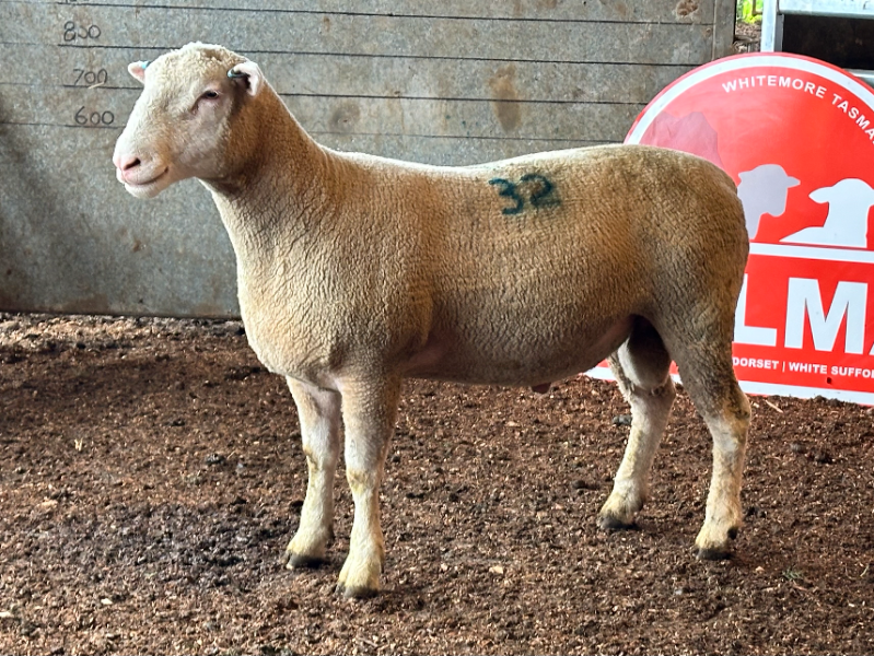 Lot 32 - Valma 230426 | AuctionsPlus