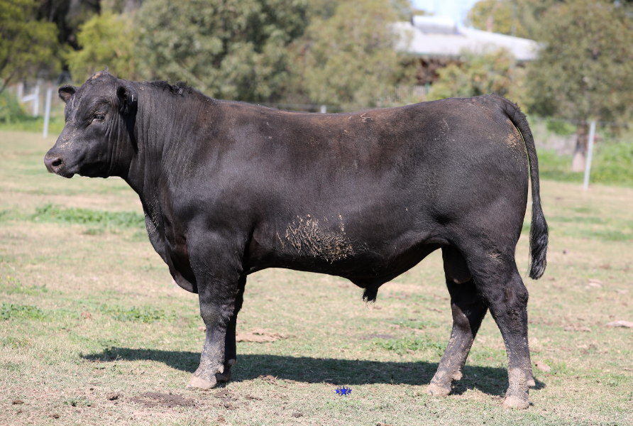 Lot 36 - MOOROOBIE MAINLAND Q494 U103 | AuctionsPlus