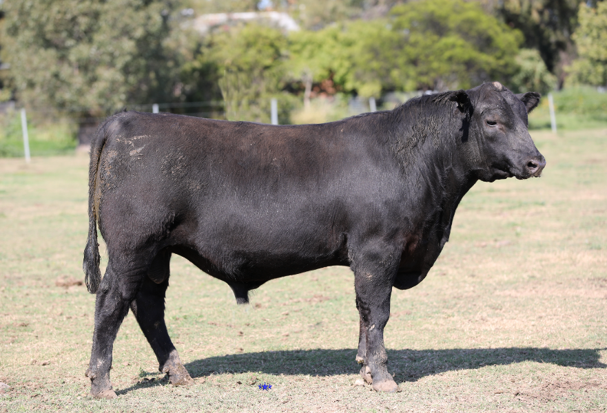 Lot 41 - MOOROOBIE ENHANCE Q78 U194 | AuctionsPlus