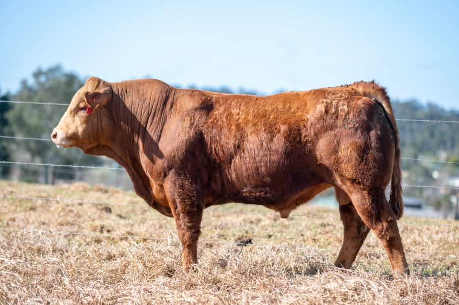 Lot 7 - GOLDSTEIN PARK TRIGGER T18 (PP A AA) | AuctionsPlus